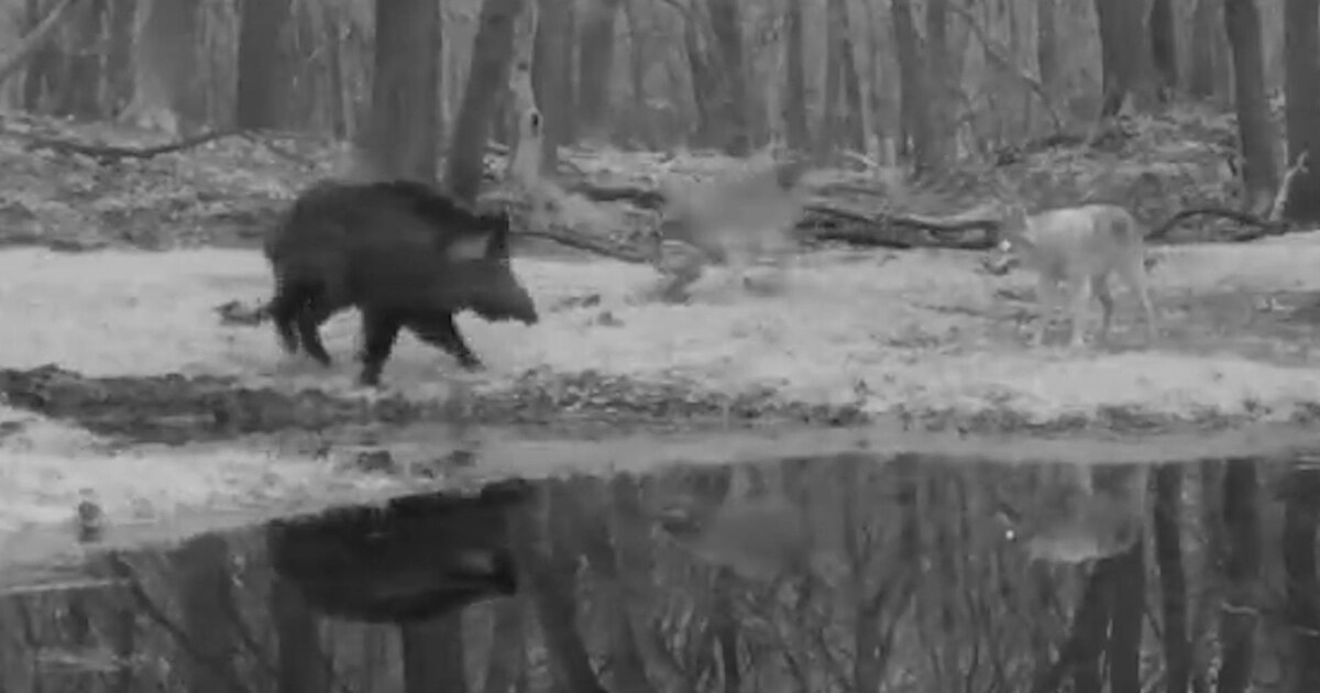 VIDEO | Wild zwijn bijt vijf jonge wolven van zich af op de Veluwe ...