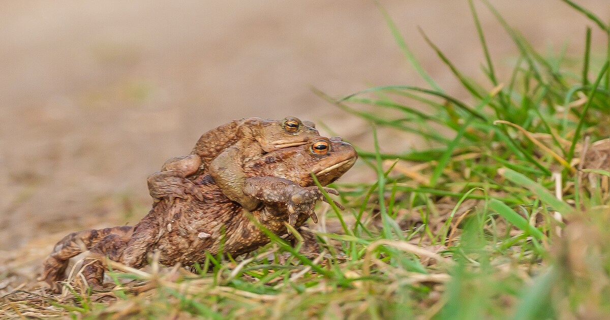 Nieuwe trappen helpen padden en salamanders uit straatputten in ...