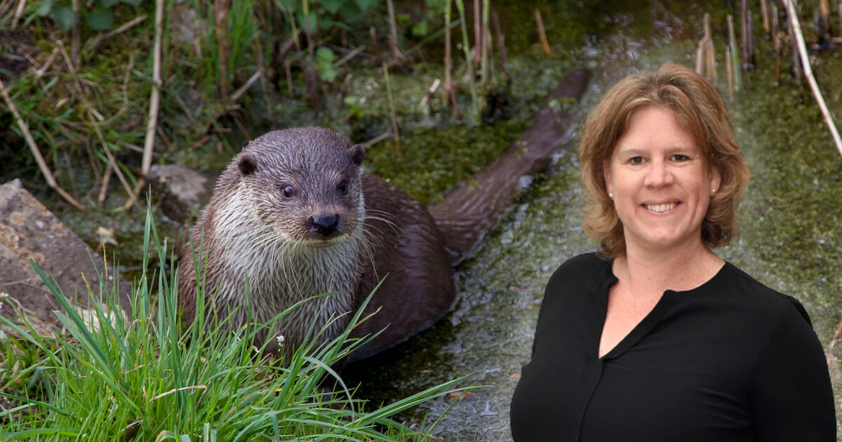 Loopplanken voor otters? Dat gaat wel heel ver | Woerden | AD.nl