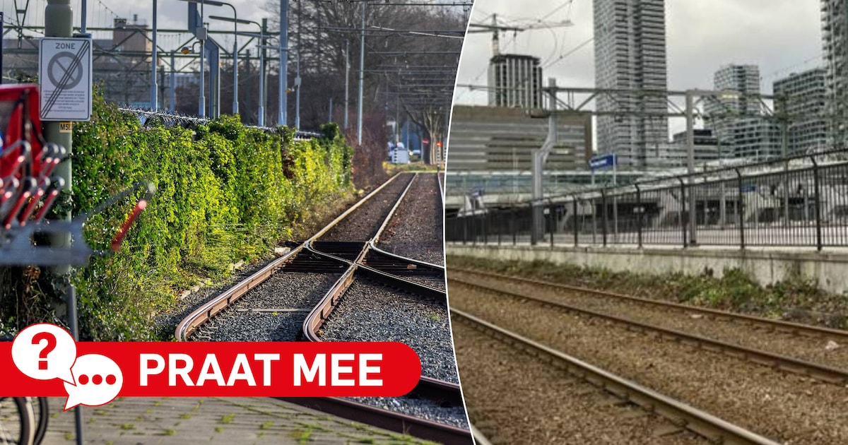 Hoe kan je het beste dieren beschermen in een grote, drukke stad als ...