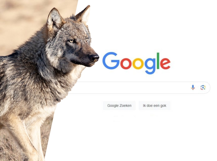 Waarom valt-ie kinderen aan en wat doe je als je er een tegenkomt? Zes vragen over de wolf ...