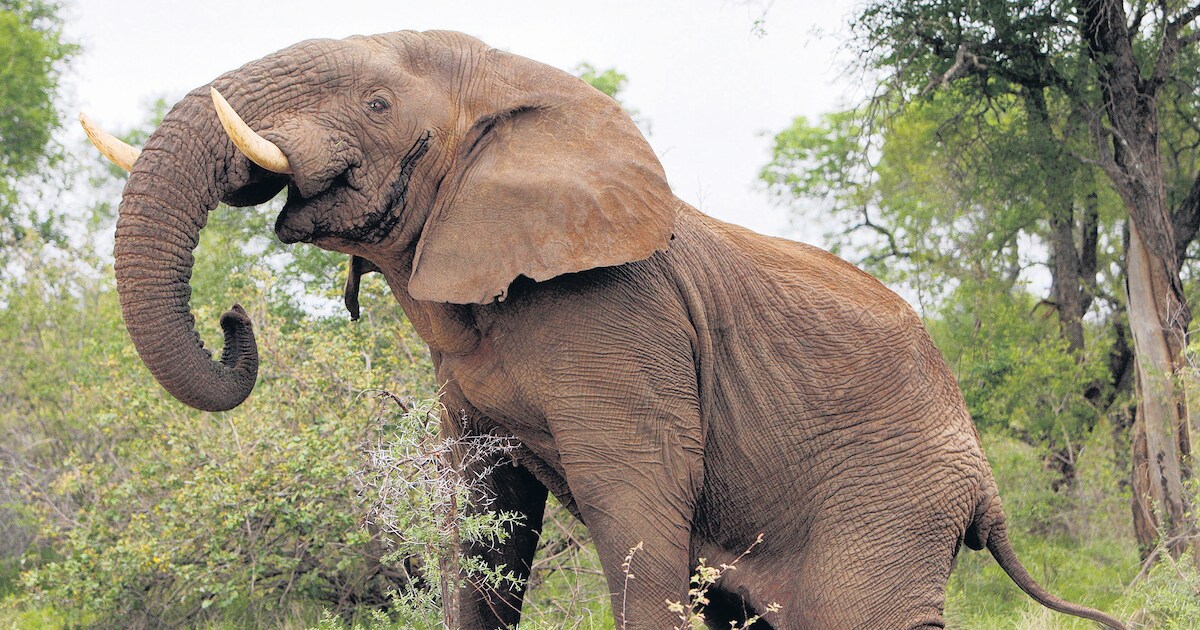 Stroper gedood door olifant en opgegeten door leeuwen in Zuid-Afrika ...