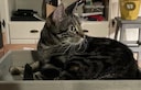 Heb jij Ko, Wout of Mango gezien? Deze 11 huisdieren worden in Alphen ...