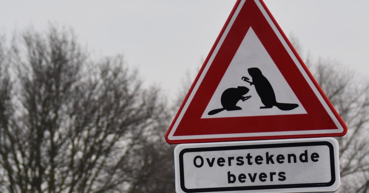 Ed en Willem Bever op bord voor overstekende soortgenoten ...
