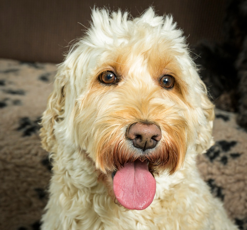 Janine uit Hengelo fokt ‘doodles’ en verbaast zich soms: ‘Die zwarte ...