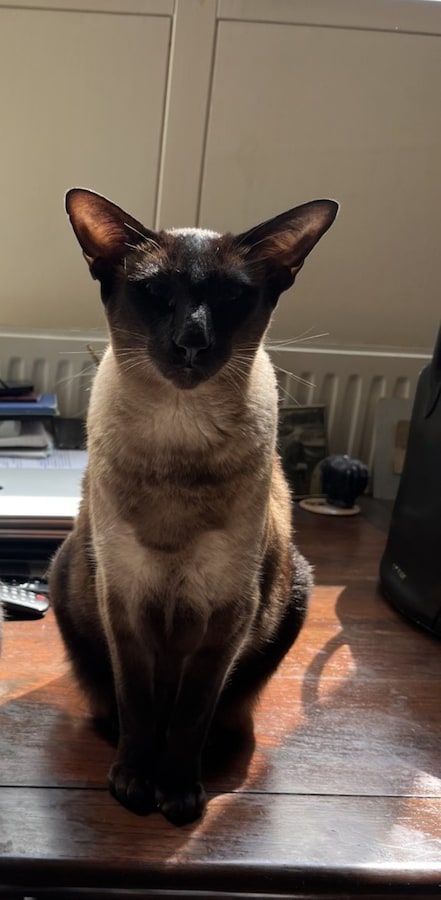 Heb jij Lilly, Milo of Djanga gezien? Deze drie huisdieren worden in ...