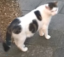 Heb jij Kimba, Ceesje of Fluffy gezien? Deze 10 huisdieren worden in ...