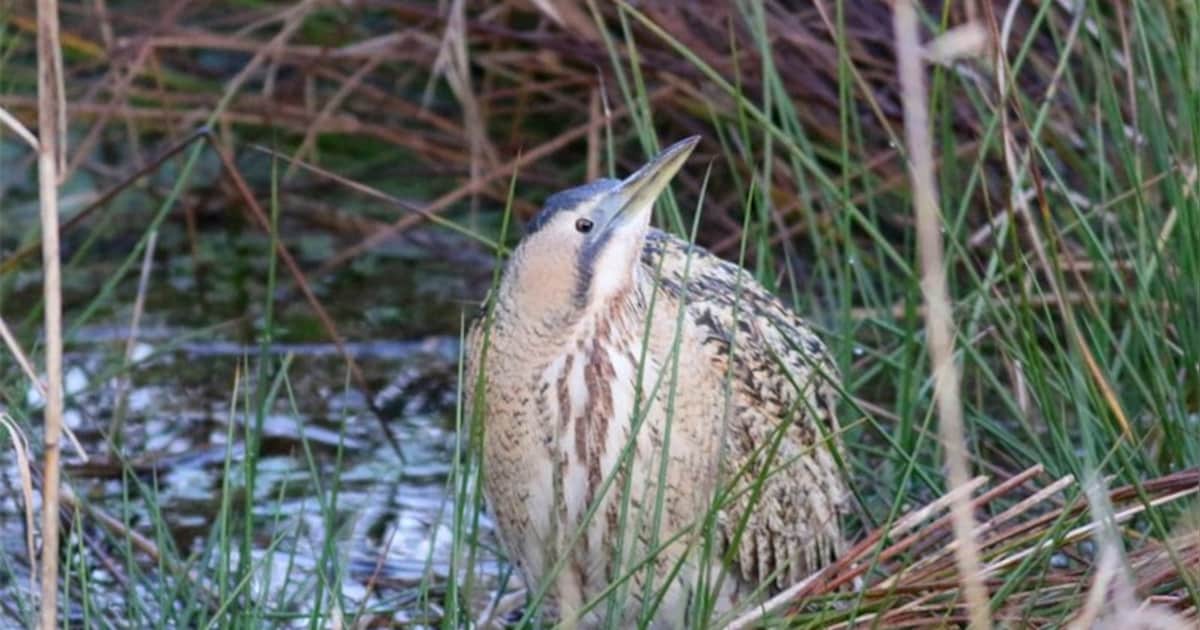 Roerdomp rukt op in Biesbosch en laat zich nu ook zien | Regio | AD.nl