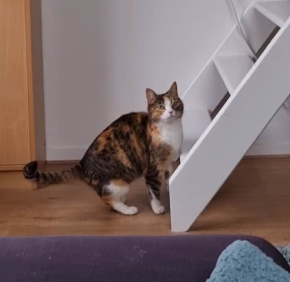 Heb jij Pippi, Floris of Fluffy gezien? Deze drie huisdieren worden in ...