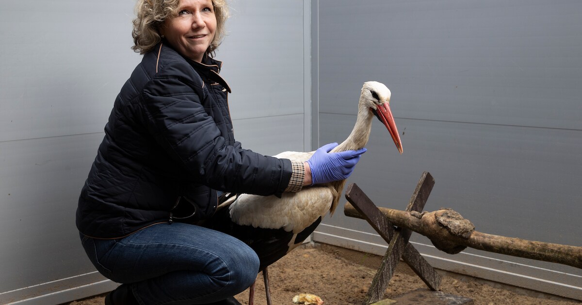 Zieke egels, verzwakte roofvogels: Brabantse opvangcentra hebben meer ...