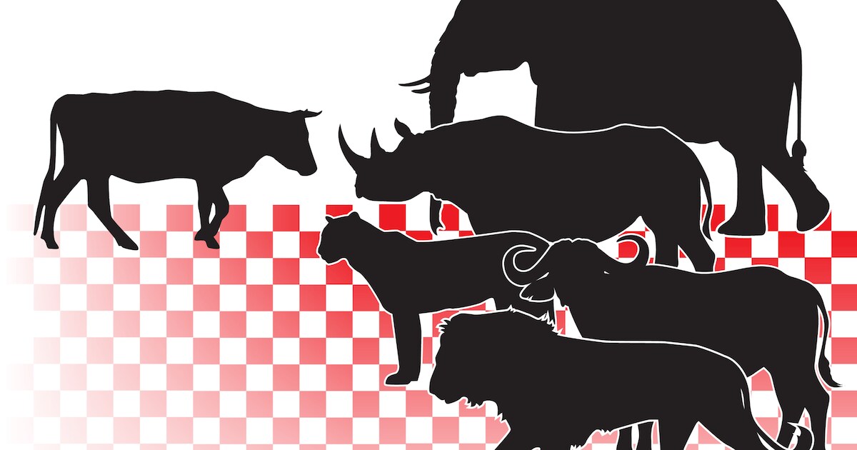 Oss mag bij de ‘Big Five’ van Brabant: ‘Nu gaan we meedoen met de grote jongens’ | Oss | AD.nl