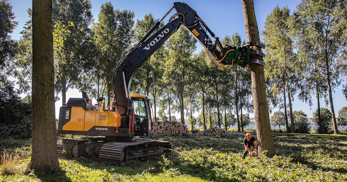 Zeven grote populieren rondom sportpark Markveld in Oudewater worden ...