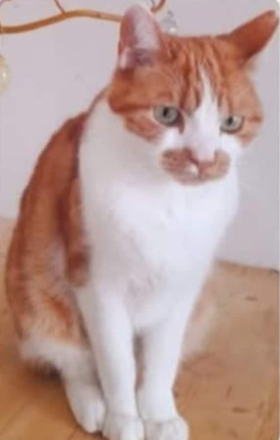 Heb jij Bauke, Cosi of Isidoortje gezien? Deze vier huisdieren worden ...