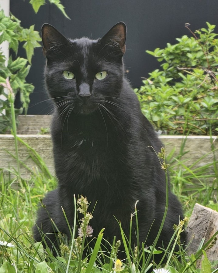 Heb jij Bo of Gizmo gezien? Deze twee huisdieren worden in Hollands ...
