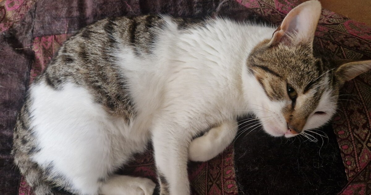 Heb jij Bobbie gezien? Dit huisdier wordt in Berg en Dal vermist ...