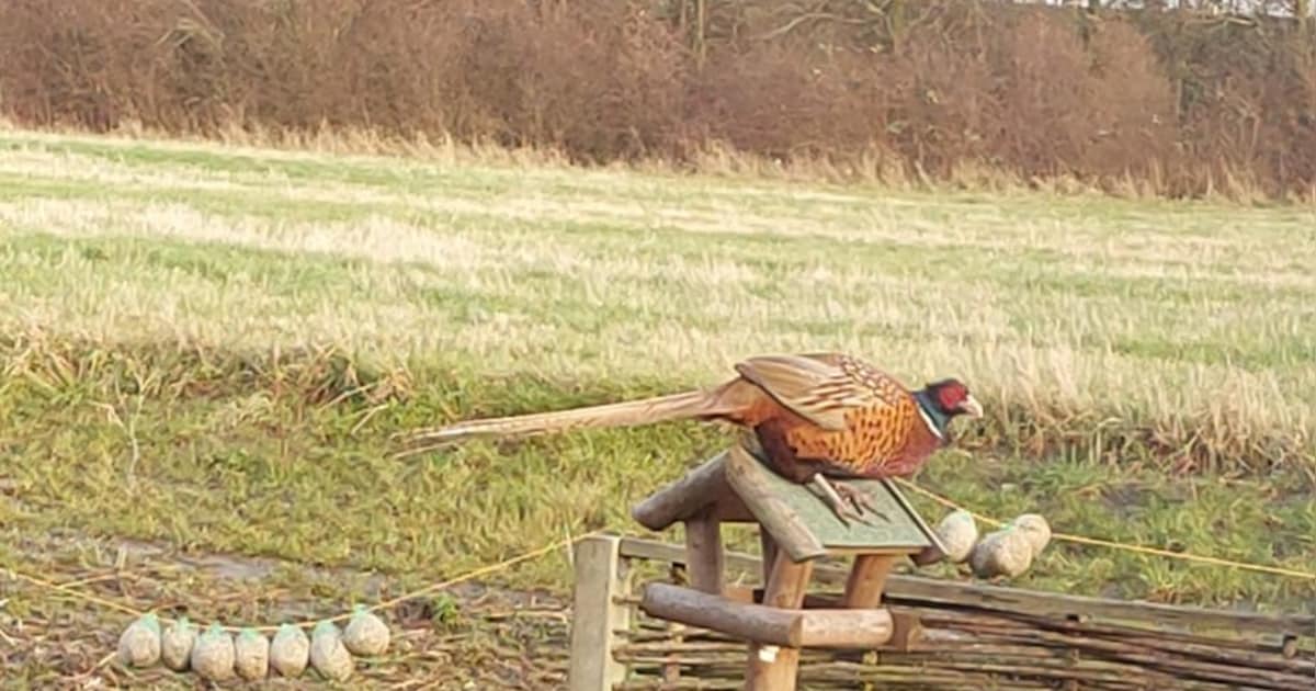MIJN FOTO | Deze fazant heeft het op de mezenbollen voorzien (en hij ...