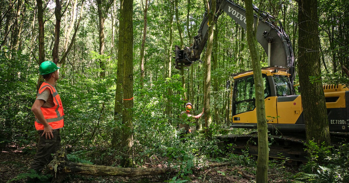 Staatsbosbeheer kapt tientallen bomen in De Balij om het bos juist ...