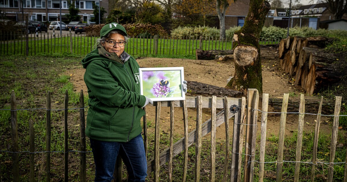 Sharida (48) helpt bedreigde bijen in haar wijk: 'Ze wonen zelfs in ...