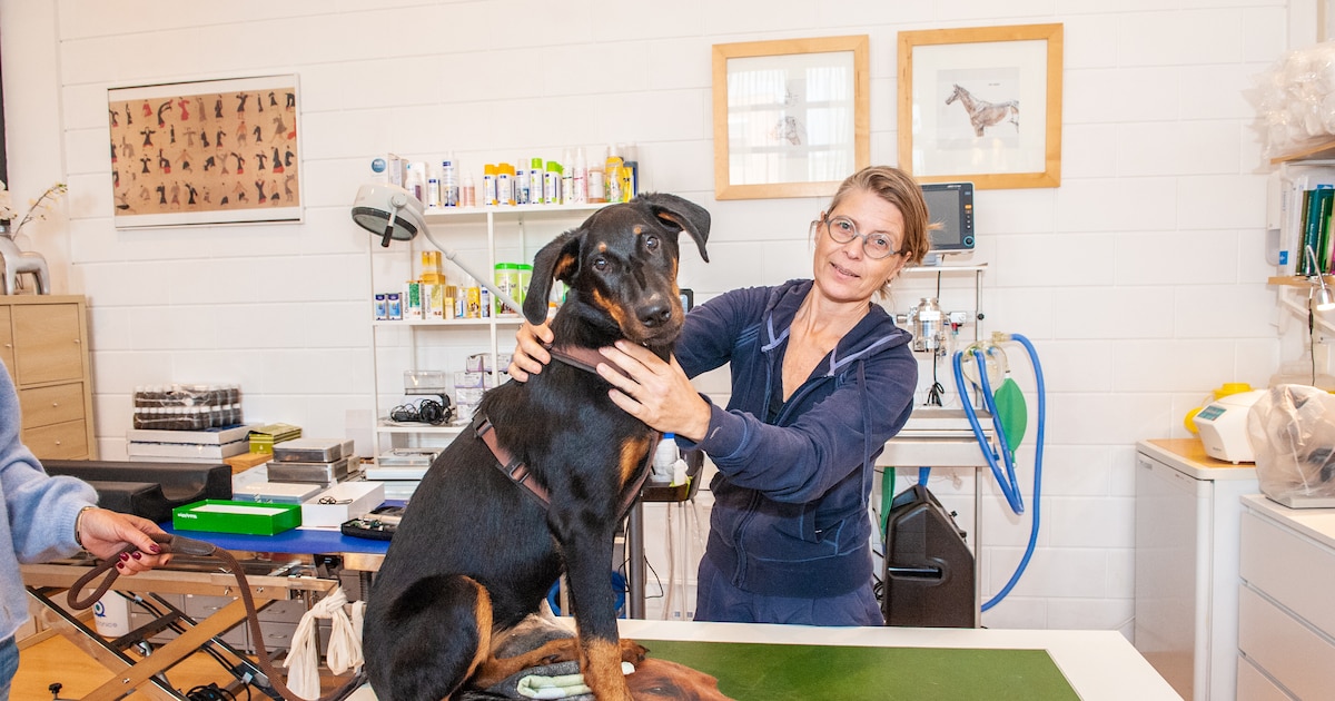 Acupunctuur voor je hond: holistisch dierenarts Ruth helpt beesten die er met normale arts niet ...