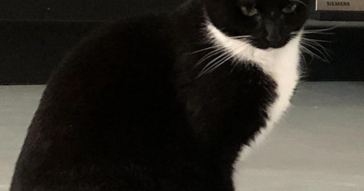 Heb jij Youp, Fredzia of Chanel gezien? Deze vijf huisdieren worden in ...