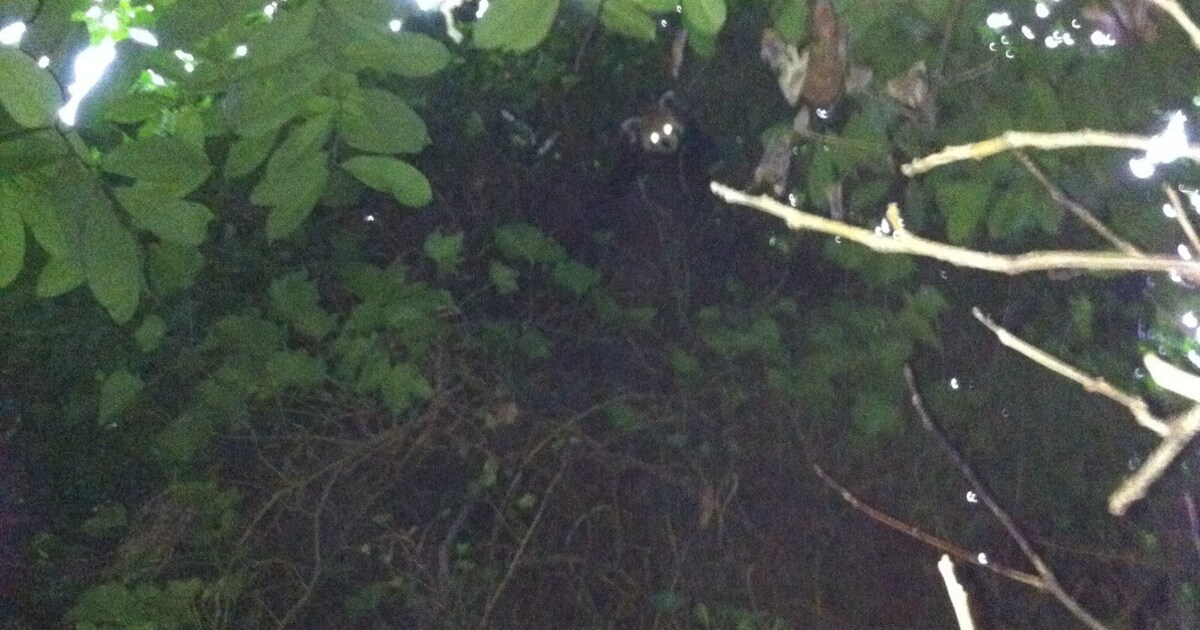 Ontsnapte rode panda Hima uit Blijdorp weer terecht | Rotterdam | AD.nl