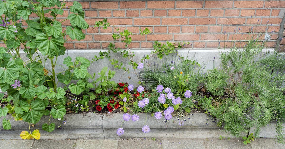 Gratis geveltuin voor elke Gouwenaar: gemeente stimuleert groene ...