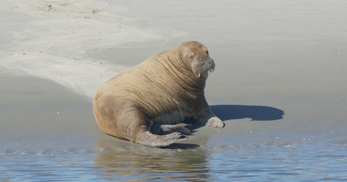 Vrouwelijke walrus per toeval gespot op Schiermonnikoog: ‘Ze was wel ...