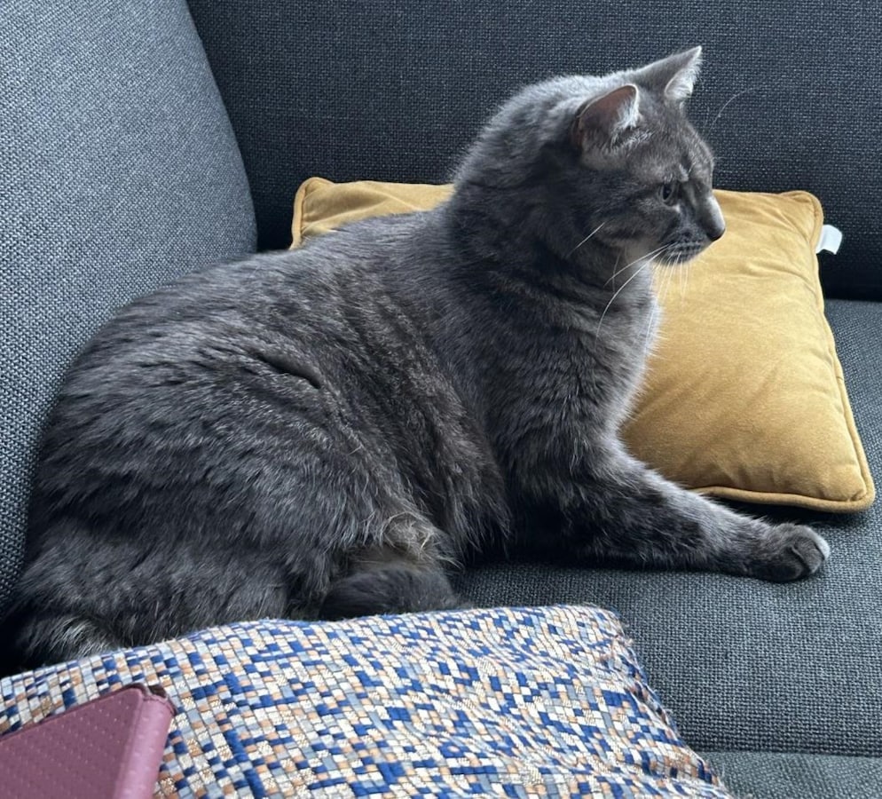 Heb jij Cleo, King of Abby gezien? Deze drie huisdieren worden in ...