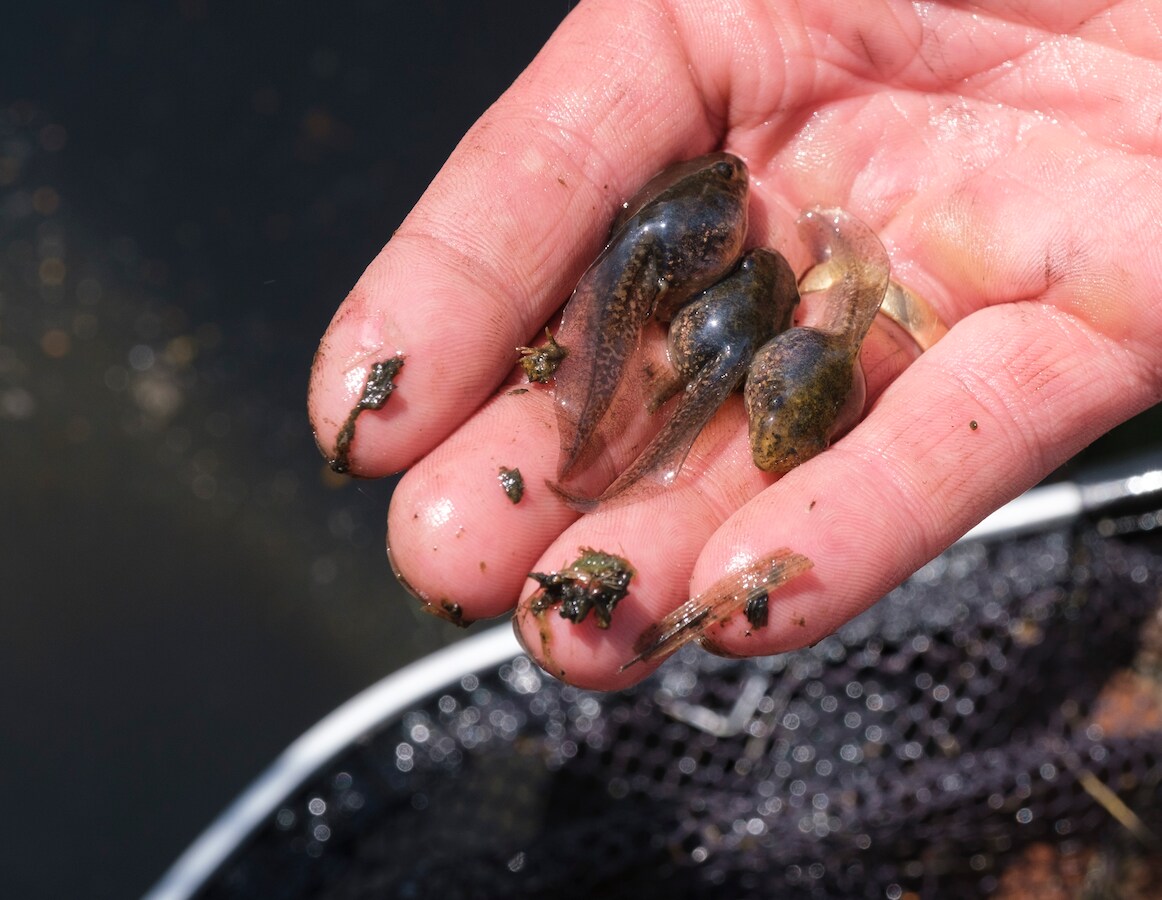 Deze Zeeuwen hebben het: een zwemvijver in hun achtertuin ‘Het was elke ...