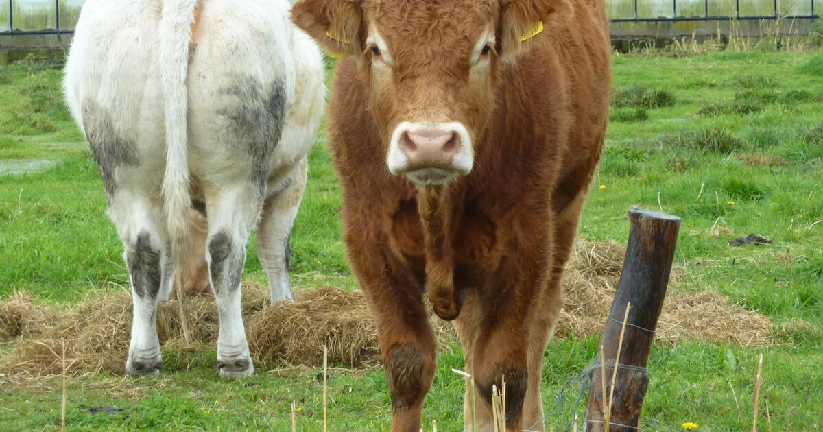 Loslopende stier maakt Roelofarendsveen onveilig | Groene Hart | AD.nl