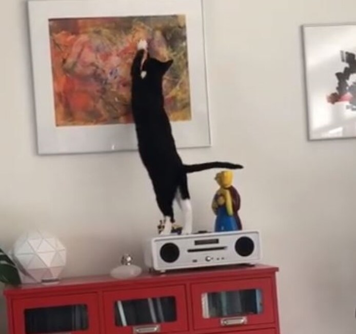 Nancy wordt er gek van en wil antwoord: wie weet waarom haar kat Ans ...