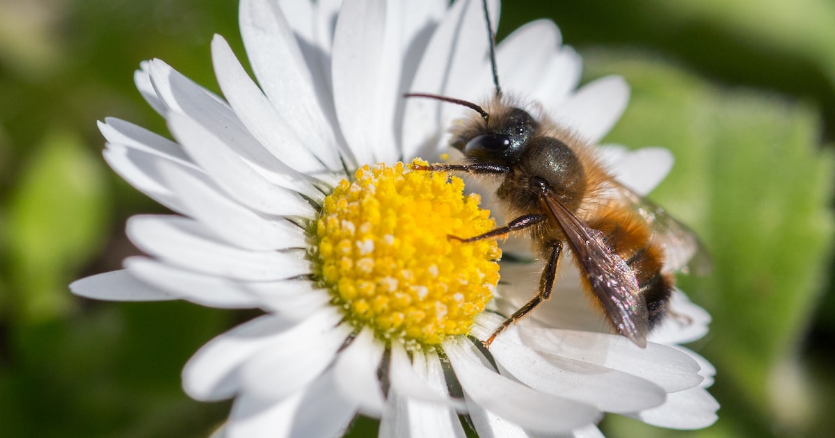 Amandelpark in Capelle biedt na heropening plek voor rosse metselbij ...
