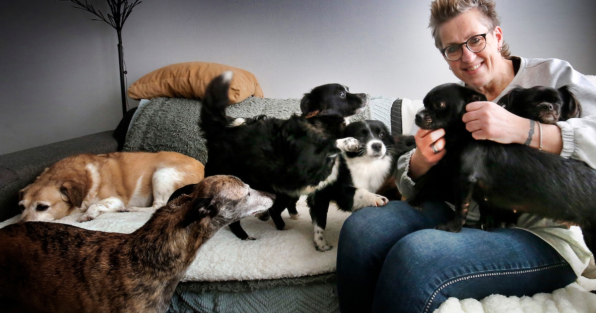Steeds meer huisdierbaasjes wanhopig door hoge dierenartsrekeningen ...