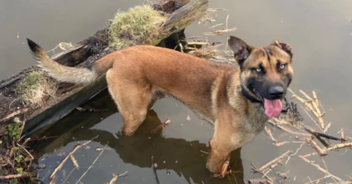 Politiehond steelt de show bij arrestatie van koperdieven, verdachte ...