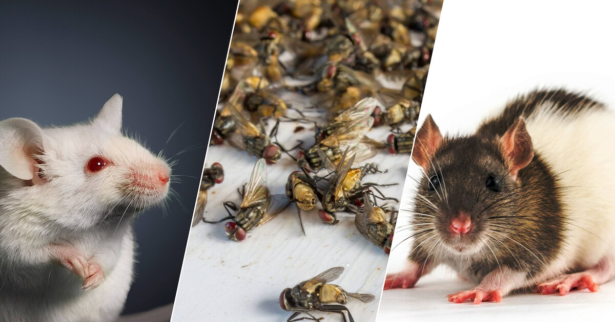 Zo heb je geen last van ratten of muizen, op een diervriendelijke ...
