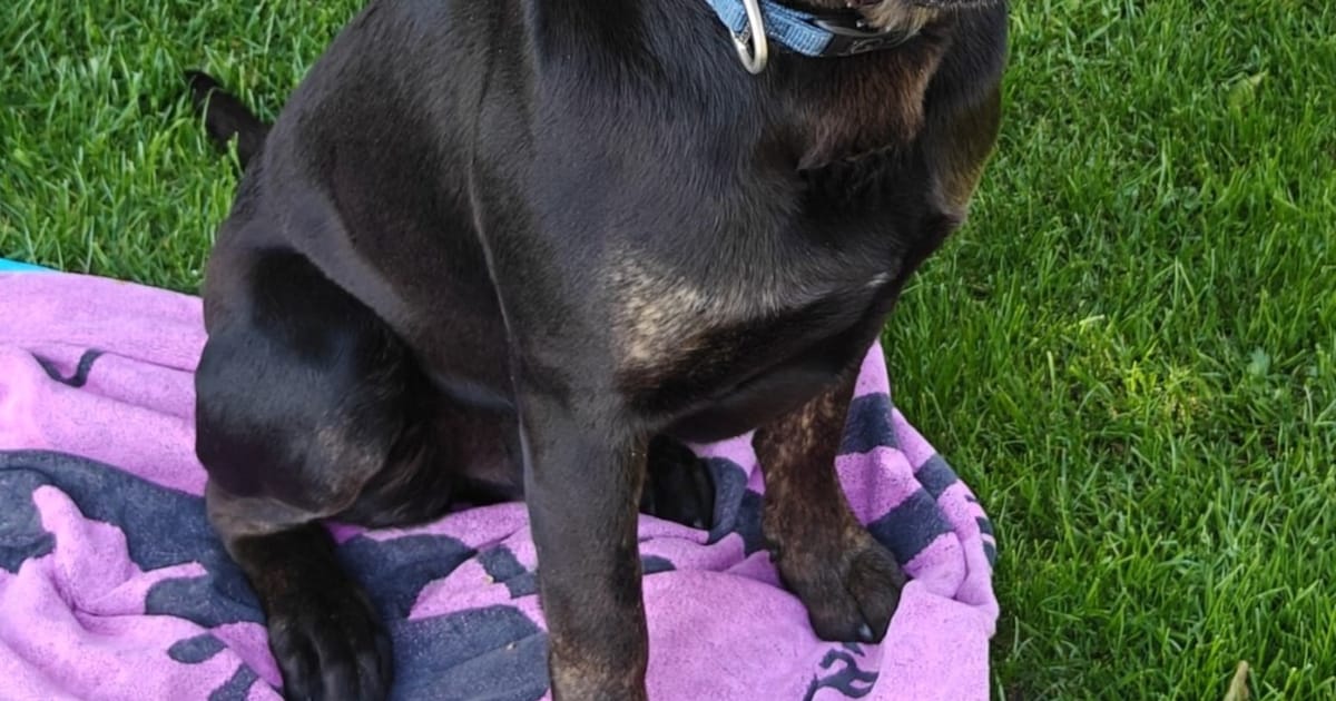 Heb jij Nero gezien? Dit huisdier wordt in Weststellingwerf vermist ...