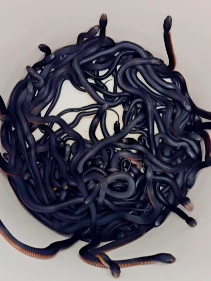 Inwoner Sydney getuige van bijzondere geboorte: 102 giftige adders ...