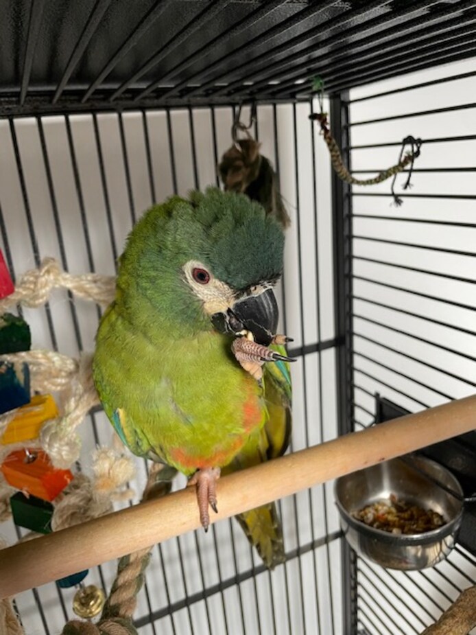 Papendrechtse radeloos nadat babypapegaai Coco wegvloog: ‘Hoop dat hij ...