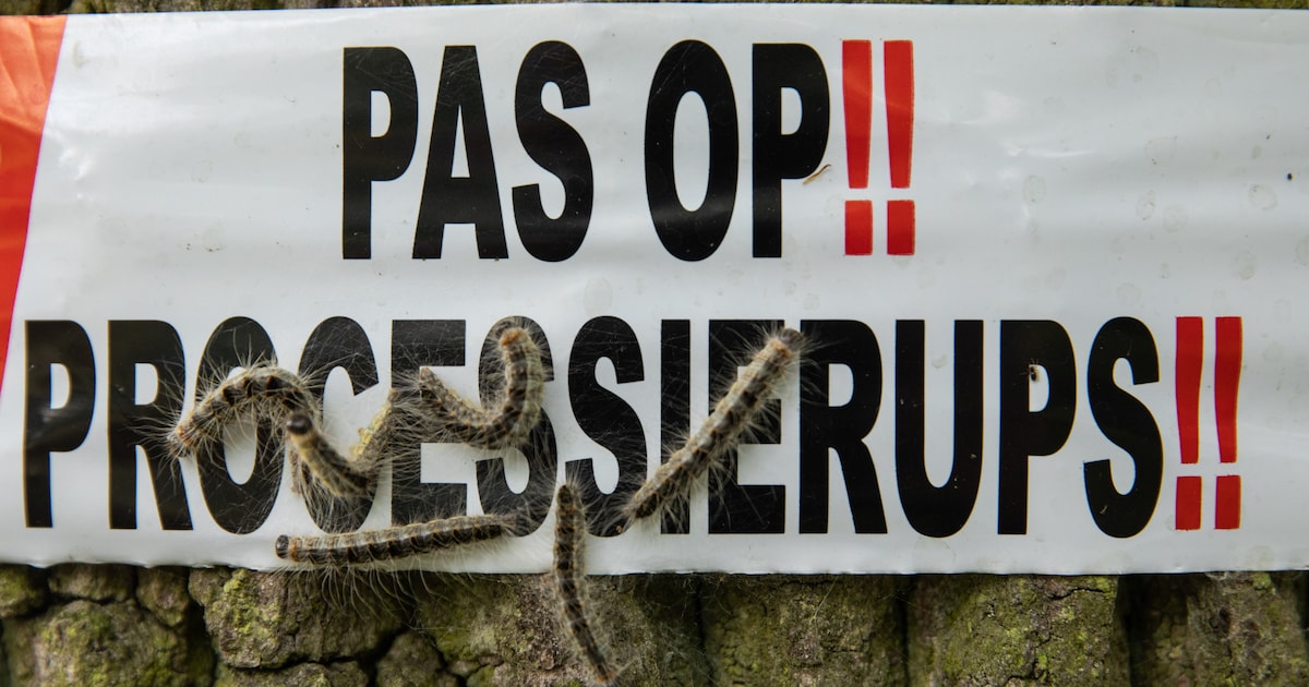 Rode Kruis: Nederlander doet het fout na insectenbeet of contact ...