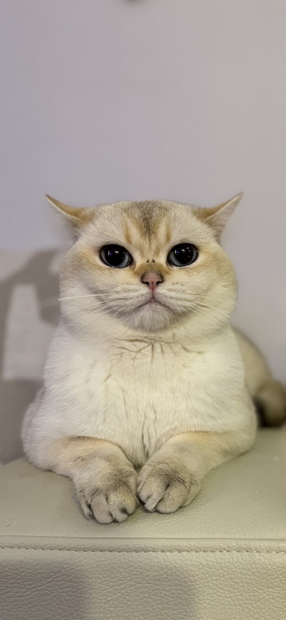 Heb jij Leo, Pip of Grumpy gezien? Deze vier huisdieren worden in ...