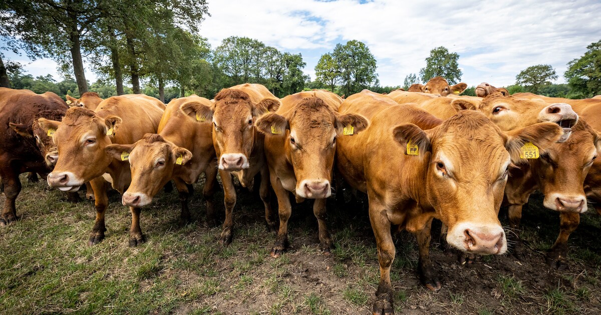 Waarschuwing na dood wandelaar door koeien: ‘Geen schijn van kans tegen ...