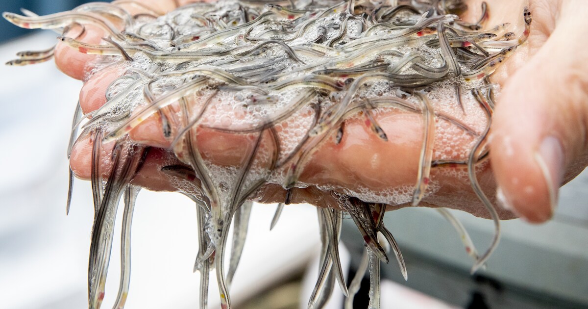 Honderdduizenden jonge palingen uitgezet in Friese wateren | Súdwest ...