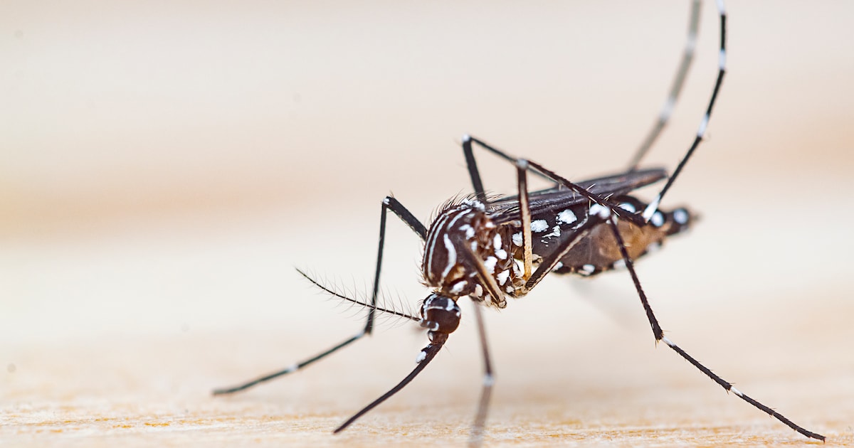 Dit moet je weten over malaria: ‘Het heeft dezelfde verschijnselen als ...