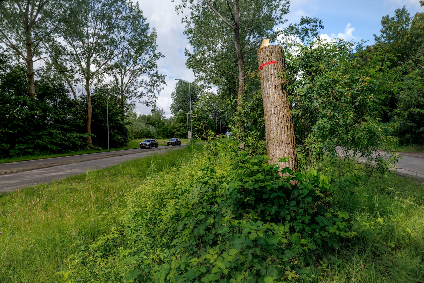 Deskundigen snoeihard na dodelijk ongeval met boom in Boxtel: ‘Op ...