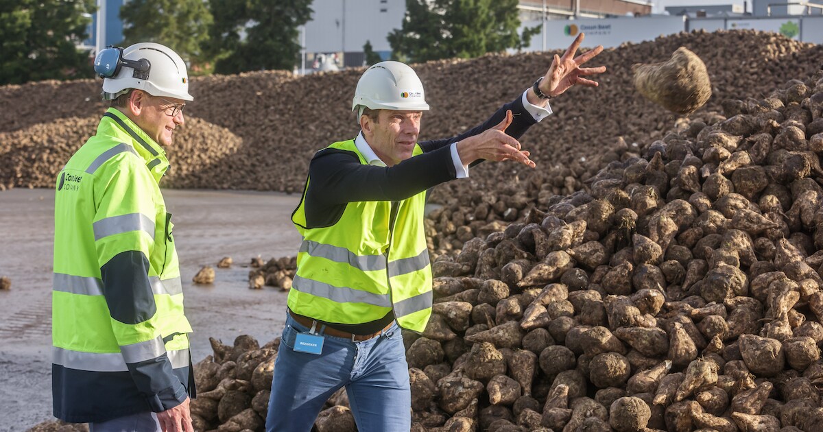 Kortere bietencampagne begint week later, fabrieken verwachten lagere ...