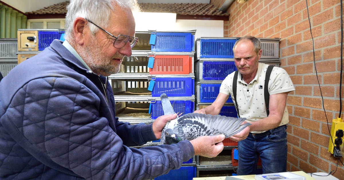 Gert den Houdijker is de laatste duivenhouder van het dorp: ‘Ik mag het ...