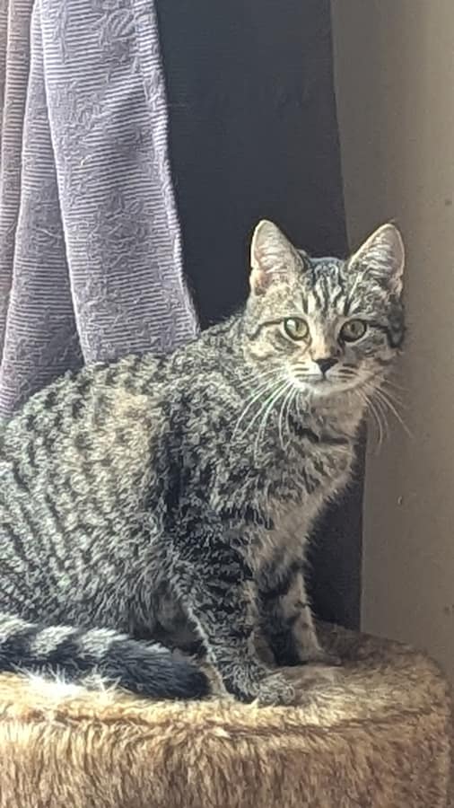 Heb jij B'Elanna, Bela of Spike gezien? Deze drie huisdieren worden in ...