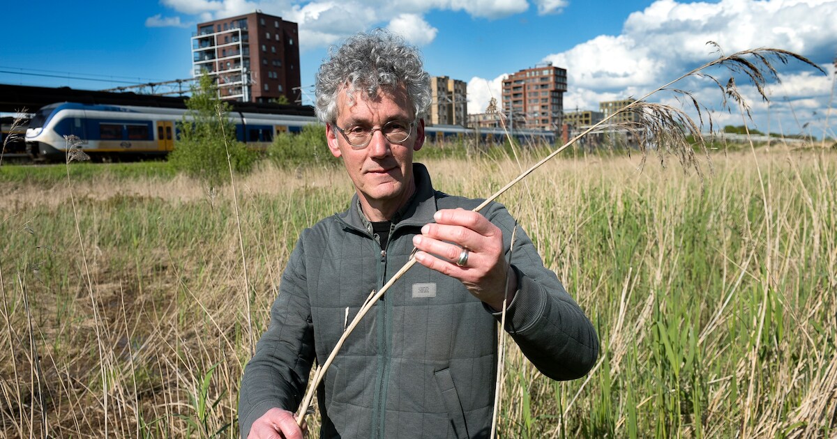 Midden in de stad een vergeten stuk zompige natuur: ‘Zonde om hier een weg aan te leggen ...