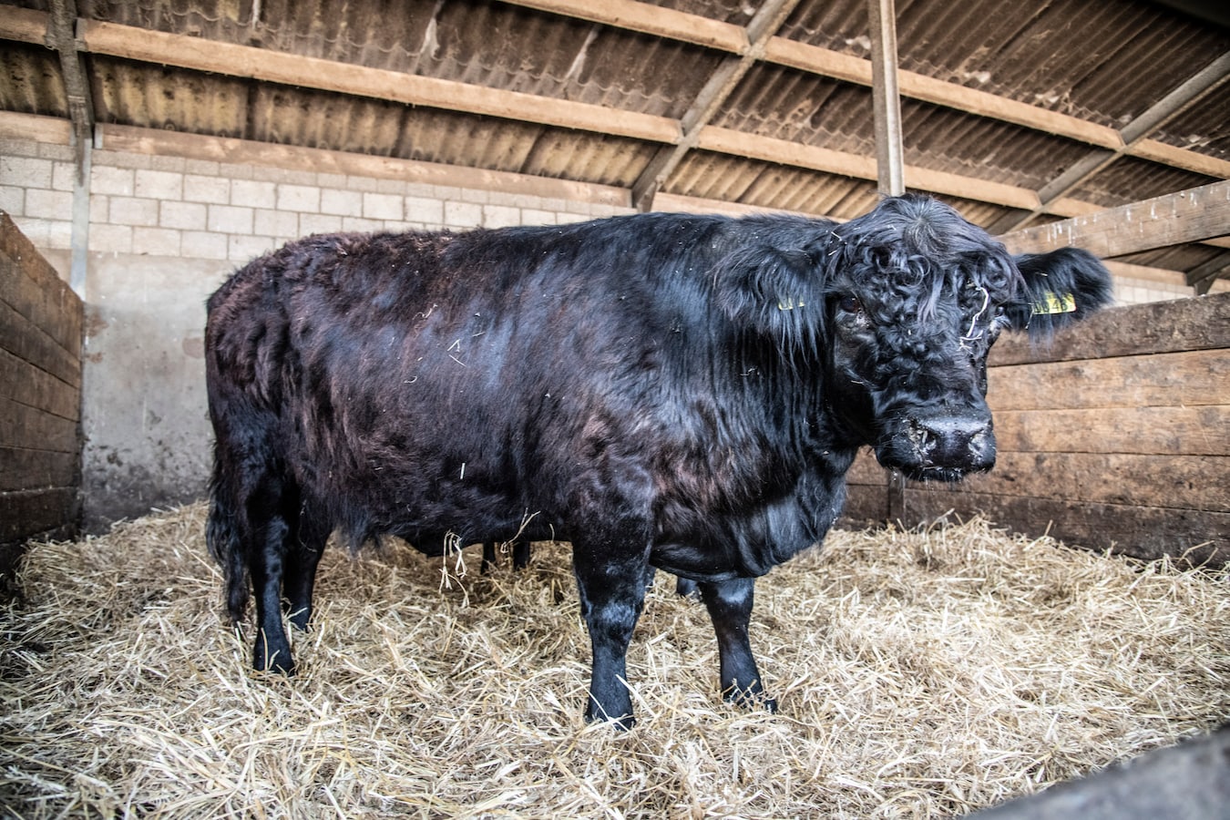 Tussen takken en een blikje Heineken staken twee neusgaten: het was koe ...