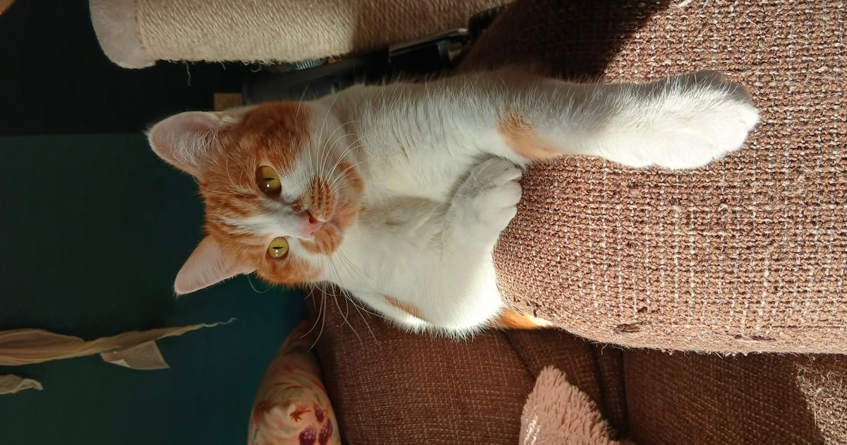 Heb jij Esra gezien? Deze twee huisdieren worden in Huizen vermist ...